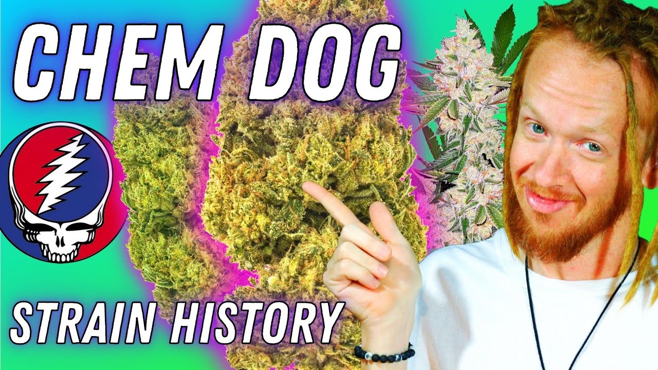 💀The Crazy History of Chem Dog | Strain History #01