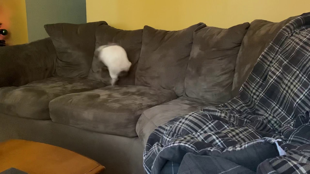 Mookie the bunny does Parkour!!!