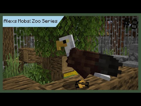 Bald Eagle - Alex's Mobs Zoo Series | Episode 8