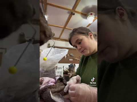 Day in the Life of a Taxidermist !