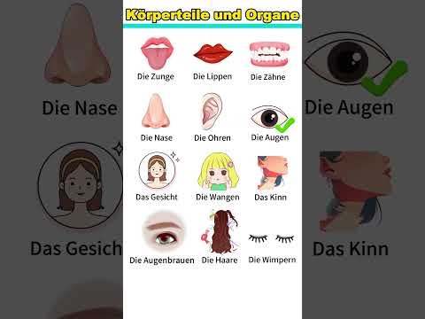 Körperteile und Organe | Deutsch Lernen | A1-B1 | Deutsch für Anfänger