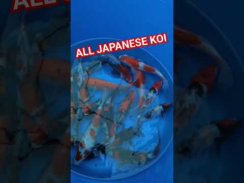Kohaku, Sanke & Showa available #japanesekoi #koi #koidealer #shoerts