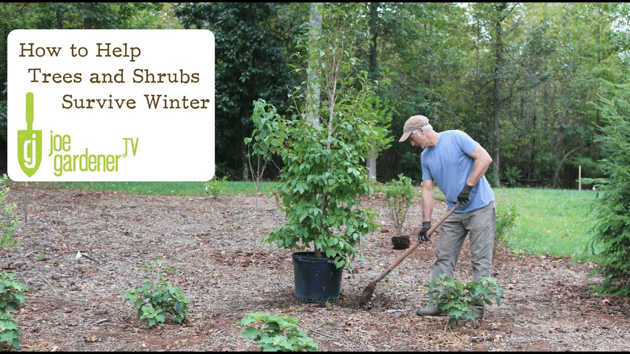 How to Help Trees and Shrubs Survive Winter