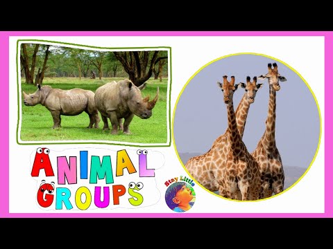 What are the names of different animal group (part 2)| animal groups| animal groups name