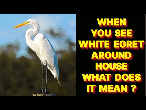 WHEN YOU SEE A WHITE EGRET AROUND YOUR HOUSE WHAT DOES IT MEAN ?