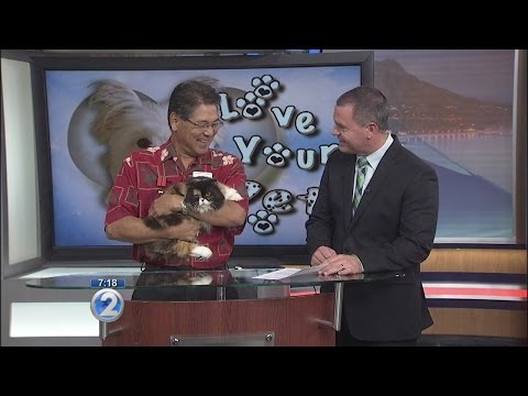 Love Your Pet: Hypertrophpic Cardiomyopathy in cats