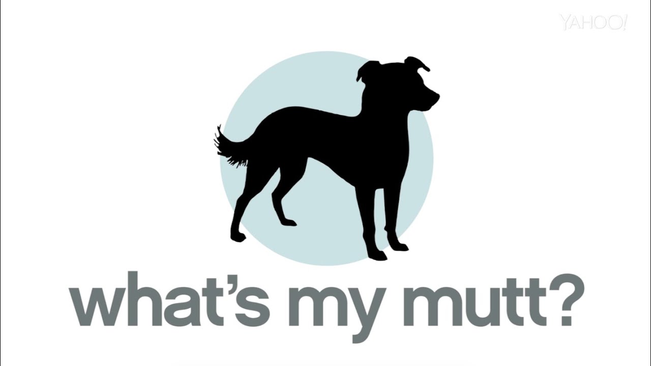 New App Identifies Dog Breeds