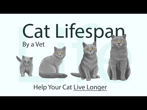 Cat LifespanāHow to Help Your Cat Live Longer