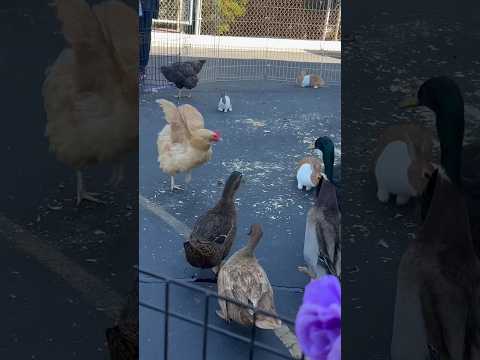 Petting Animals, Chickens, Ducks, Goose, Pigs, Goats #shorts #animals #livestock