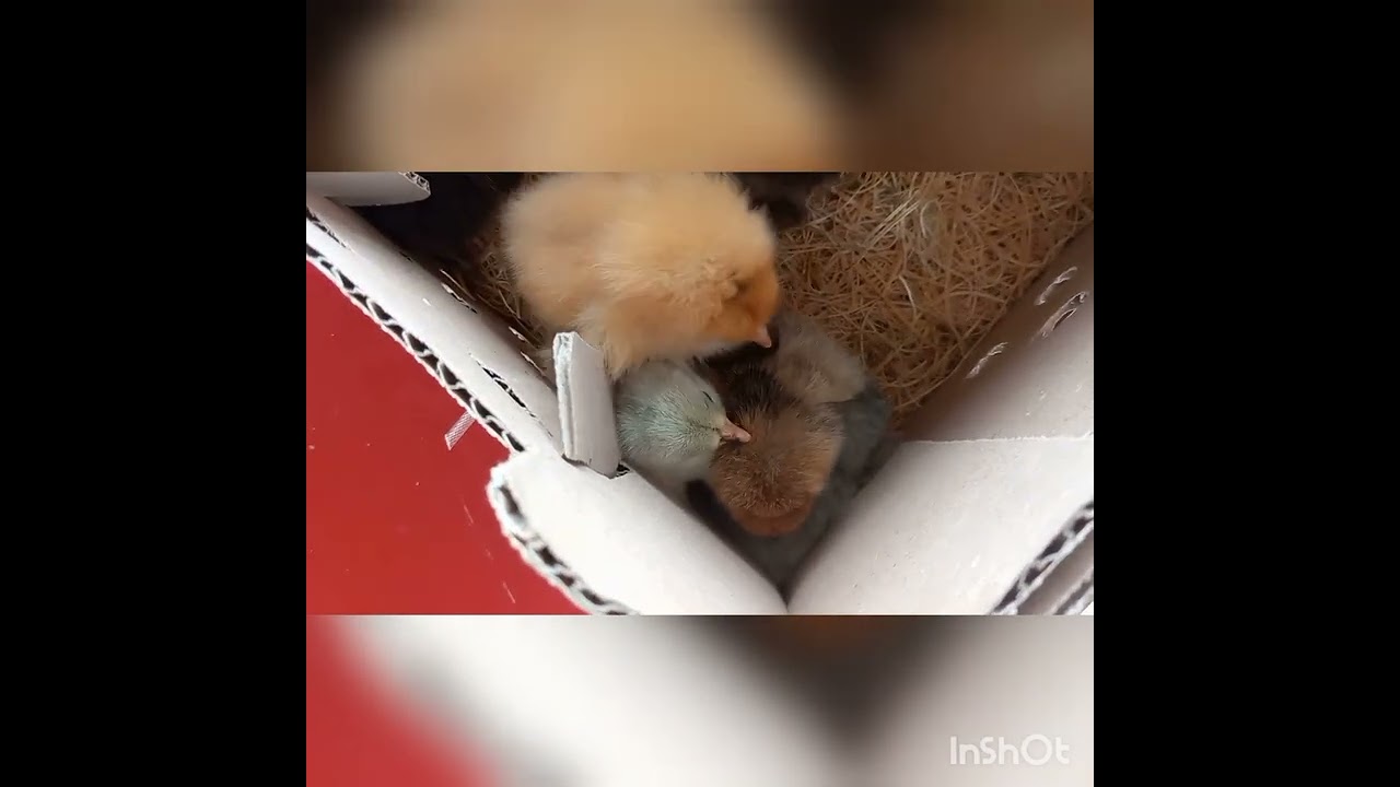 Hoover Hatchery Chick Arrival and I'm very satisfied with Them.