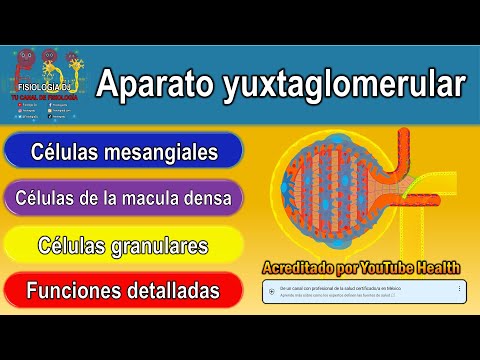 Fisiología: Aparato yuxtaglomerular y sus funciones, explicación fácil con animaciones