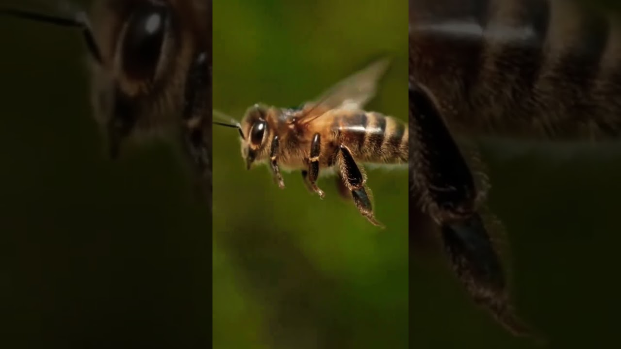 Flying Bee ultra closeup in slow motion #shorts