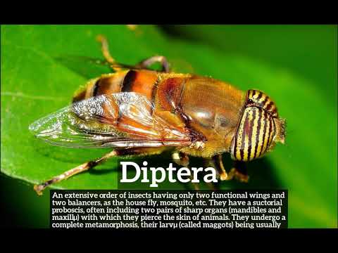 What is Diptera? | How Does Diptera Look? | How to Say Diptera in English?