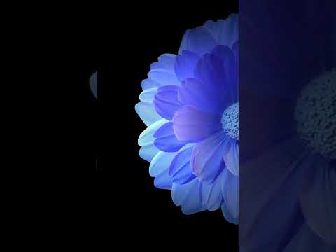 Blue Camellia (Video Wallpaper)