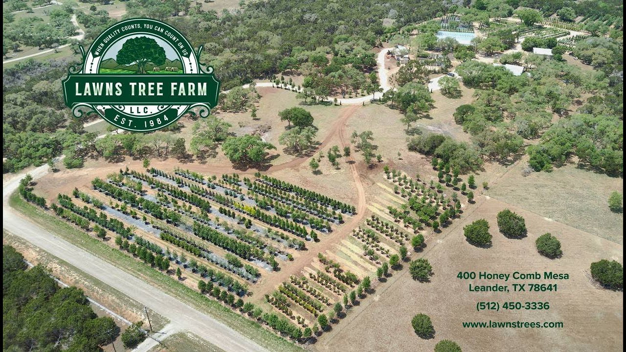 15-Acre Tree Farm Tour from Above | LAWNS Tree Farm in Leander, TX