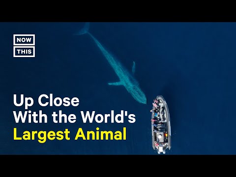 Whale Watchers Encounter 100-Ft-Long Blue Whale