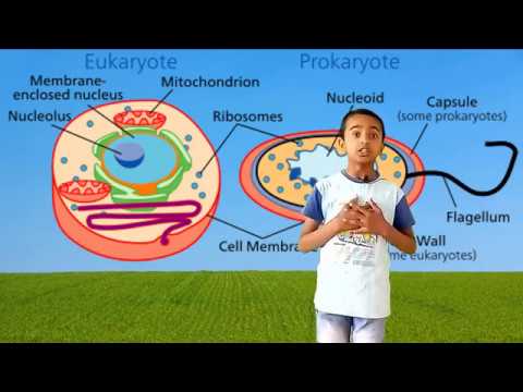 All About Biology (Kids Encyclopedia by Ratnesh ) -Part 1