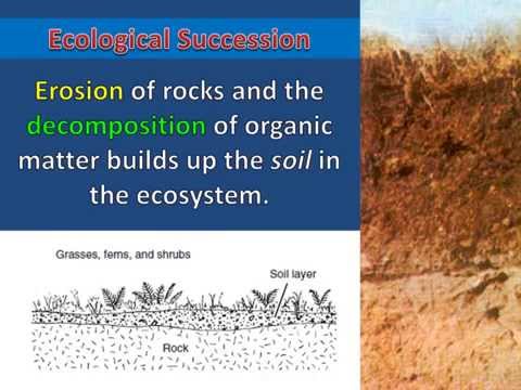 Ecological Succession: Primary Succession