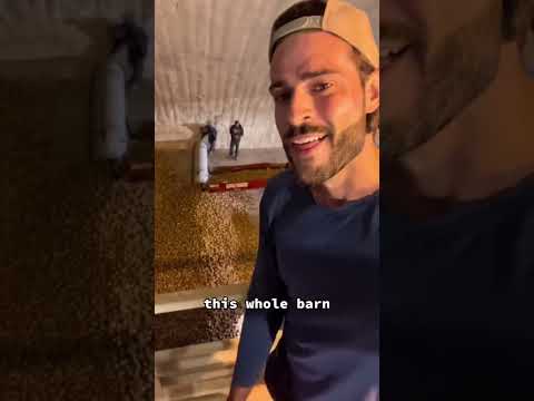 How Potatoes are stored over winter