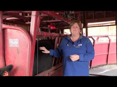 Identifying Sick Livestock with Dr. Lisa Lunn - LPM-00901