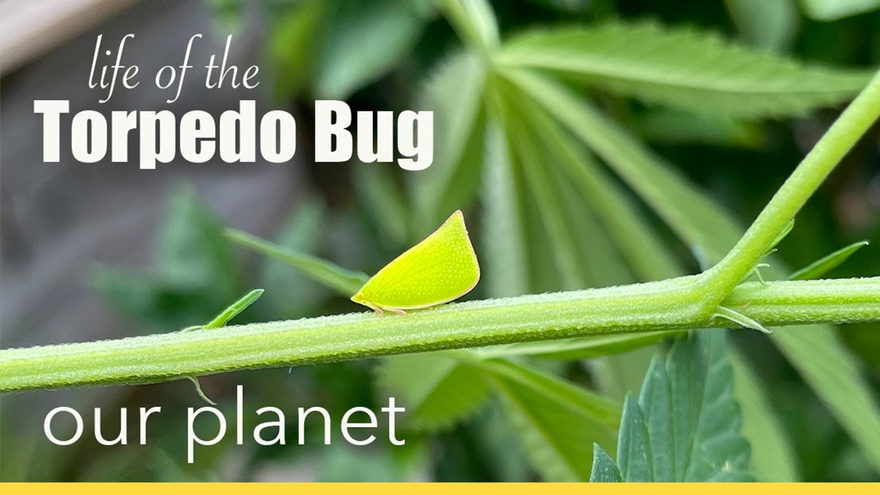 The Torpedo bug | Our Planet | Narrated by David Attenborough