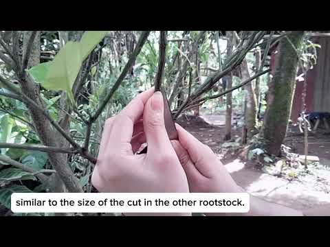 Demo145 Patch Budding|Nursery Operation|Plant Propagation|AgriCrops Production|How To Perform|Paano