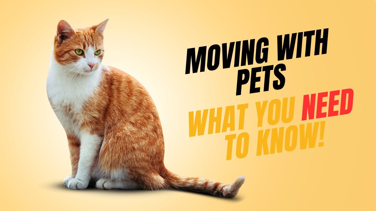 Moving with Pets: What You Need to Know 🐕🚛🏠