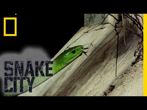 Green Snake Identification | Snake City