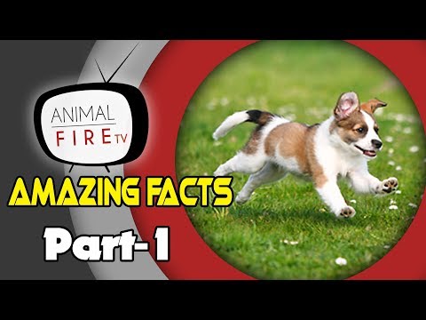 10 Amazing Facts about Dogs - Part 1