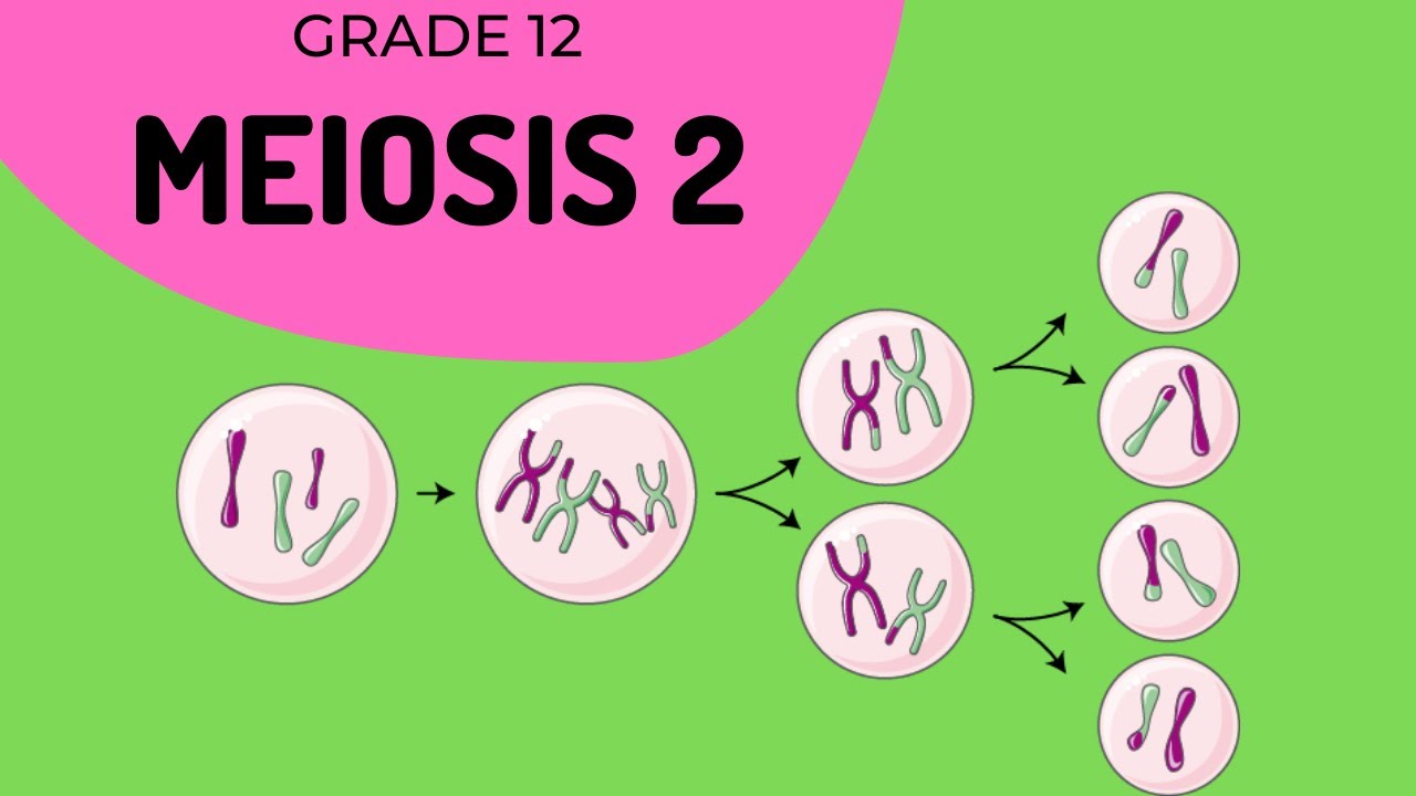 Meiosis 2 | Formation of gametes