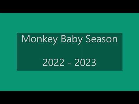 Monkey Baby Season 2022 - 2023 updated