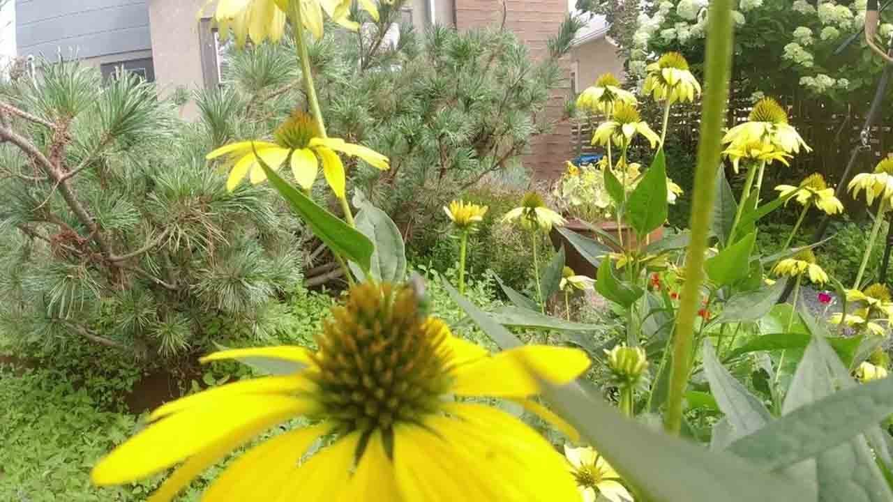 Xeriscaping: The Growing Landscaping Trend That Saves Water, Helps Pollinators