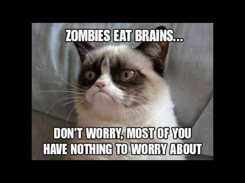 Grumpy Cat memes