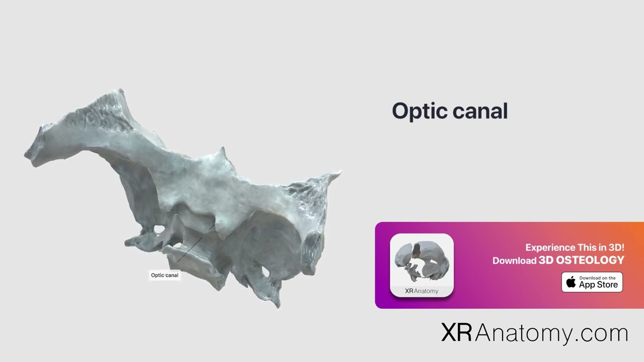 Optic canal of sphenoid bone