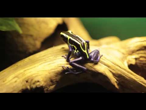 Learn about Poison Arrow Frogs with Reptile Gardens