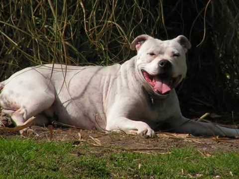 In memoriam of my 3 dogs