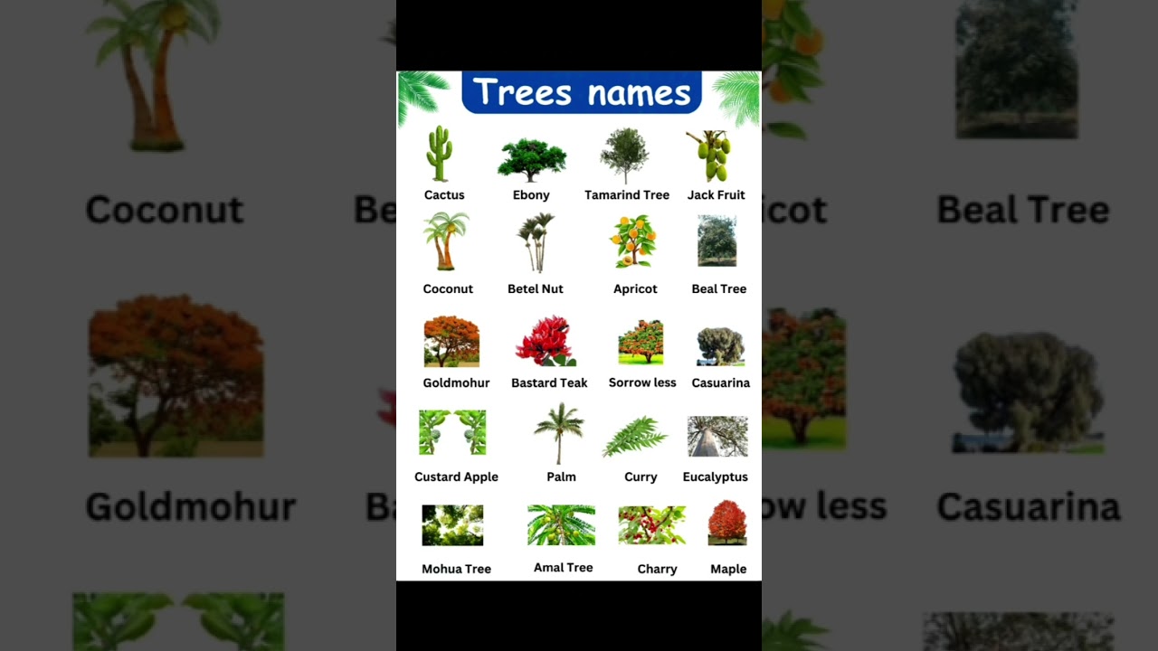 Trees names in english #tree names with images