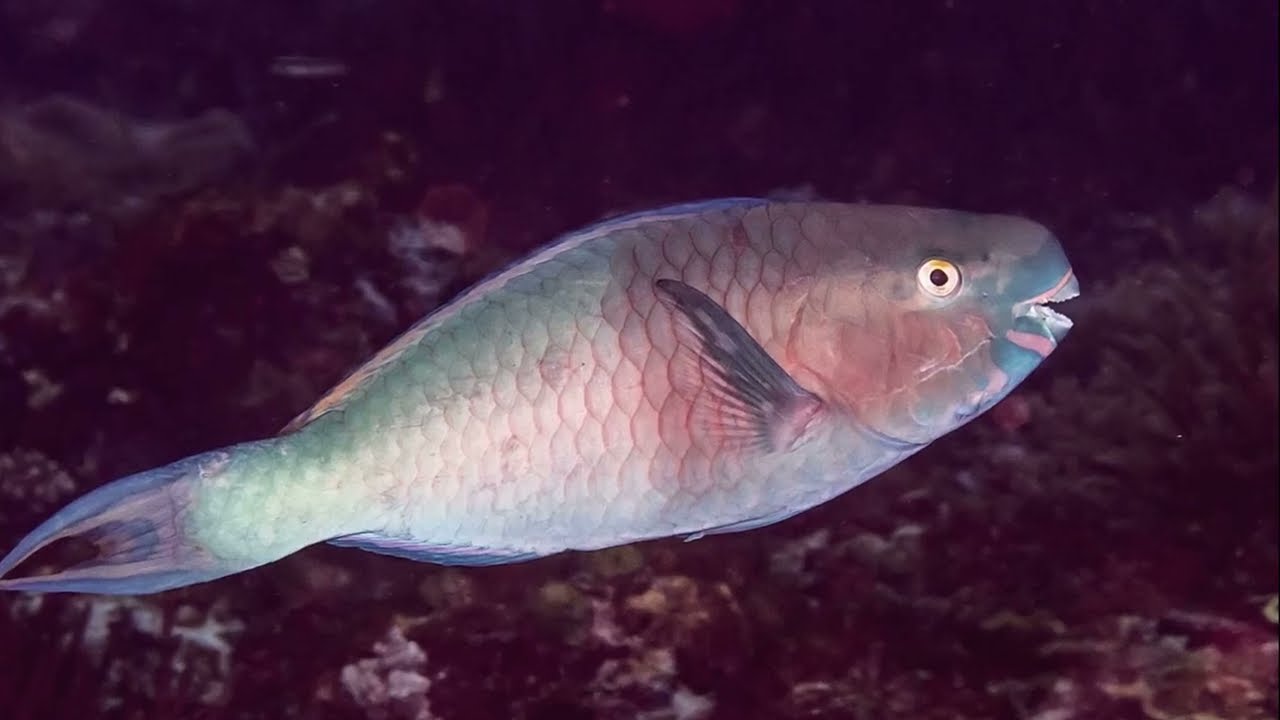Facts: The Ember Parrotfish