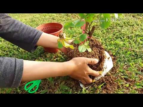 Plant Propagation Technique - Budding (T-Budding)