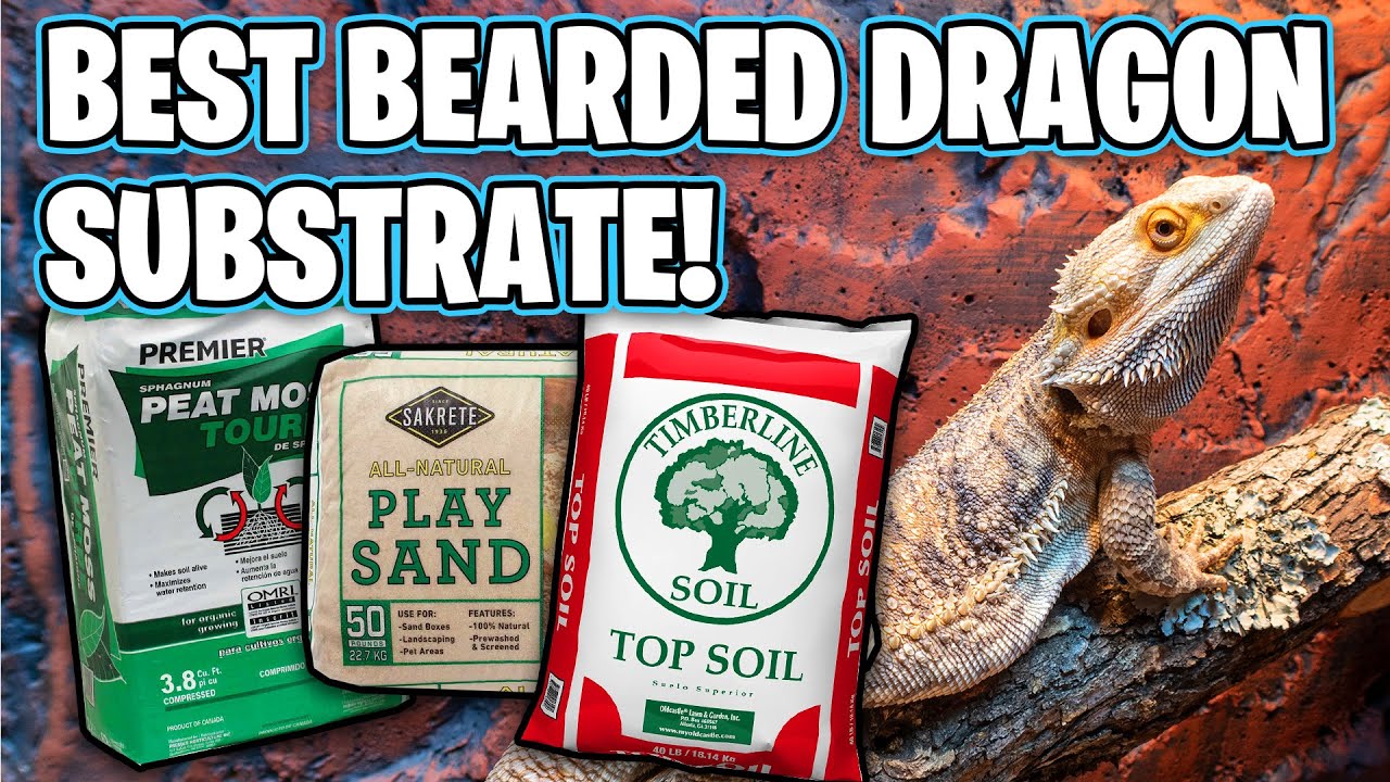 Best Substrate for Bearded Dragons!