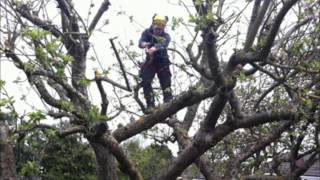 3 Best Tree Services in Bristol, UK - Expert Recommendations