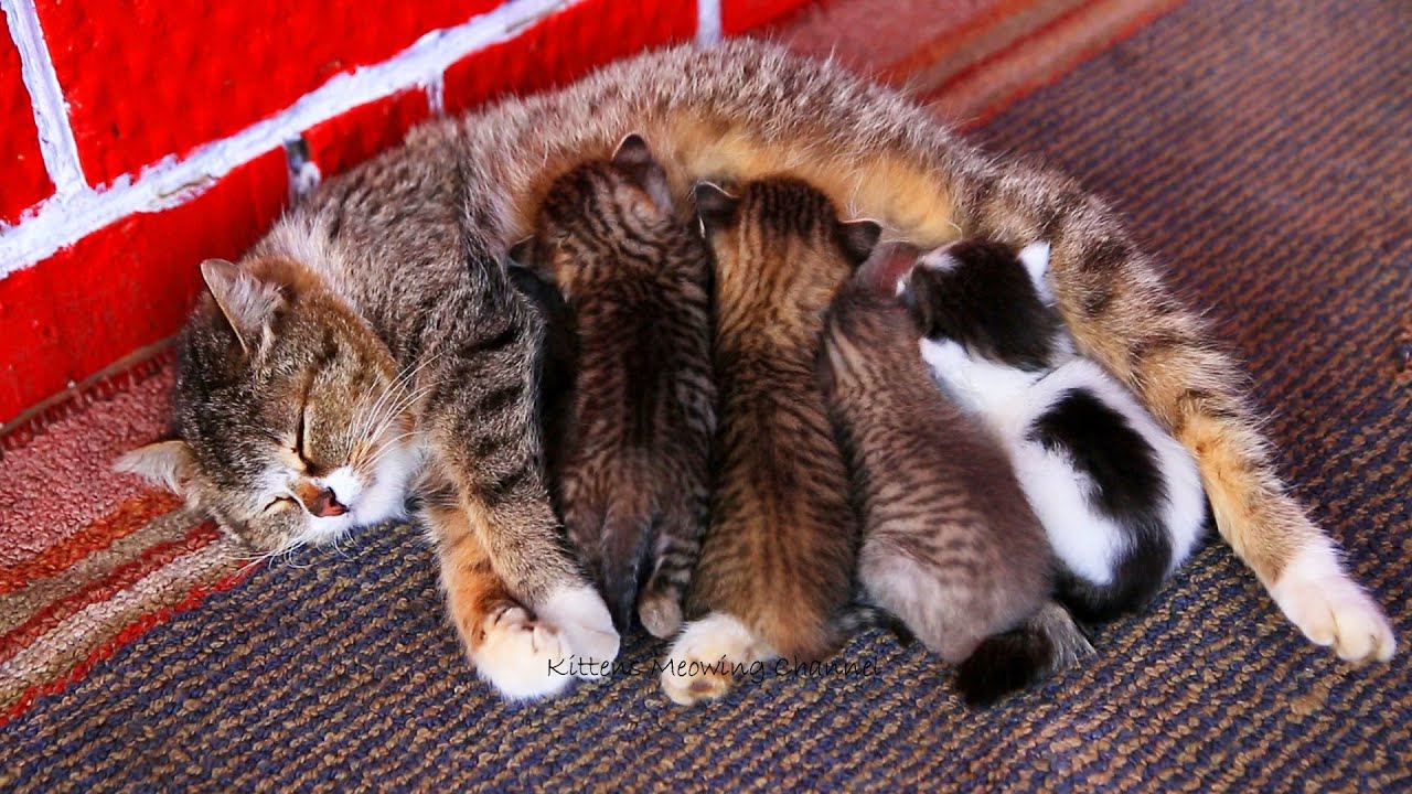 Mom cat feeding five cute meowing kittens