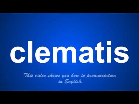 the correct pronunciation of clematis in English.