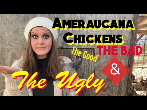 Ameraucana Chickens: The Good, The BAD, & THE UGLY