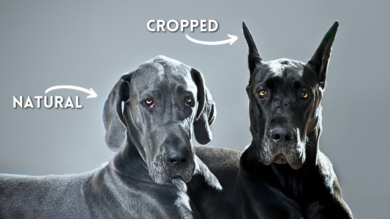 Should You Crop Your Dog's Ears?