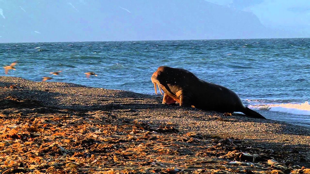 Walrus Encounters in Arctic Svalbard