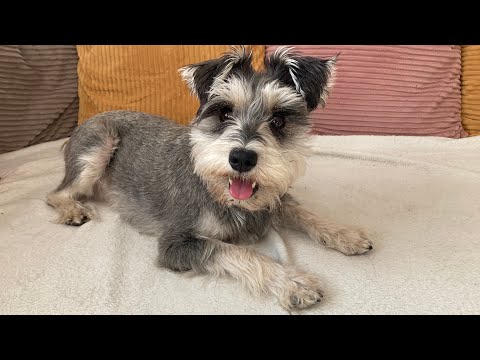 My dog only answers to DO YOU questions