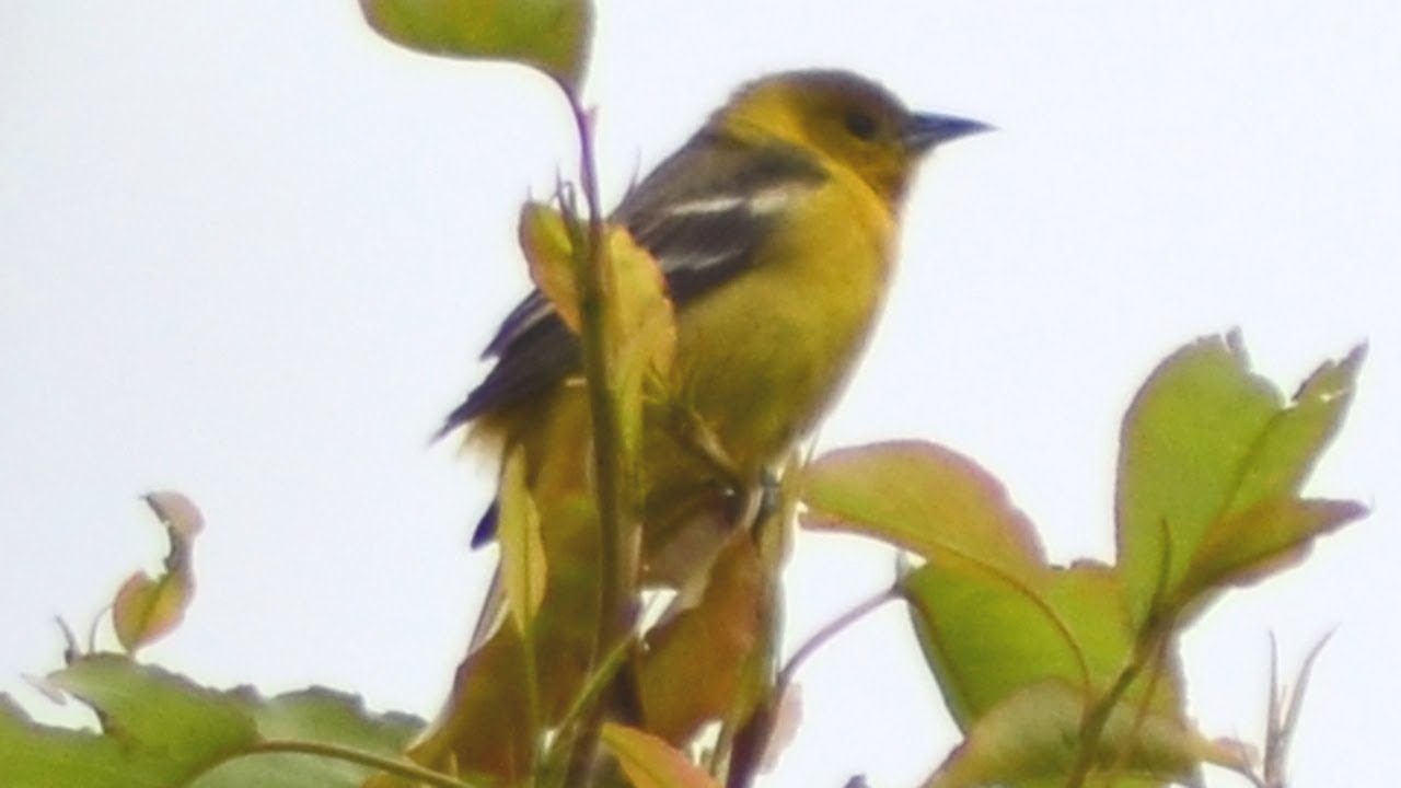 Female orchard oriole bird call / song / sounds