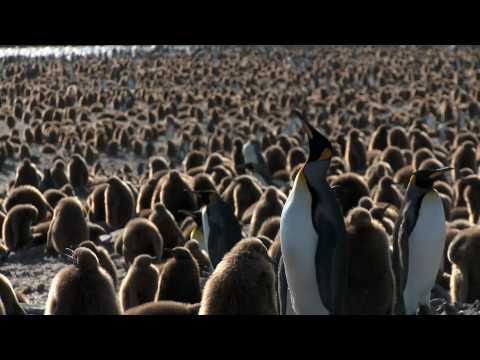 South Georgia's Largest King Penguin Colony Awakens