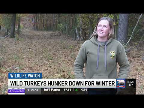Wildlife Watch: Turkeys on the move